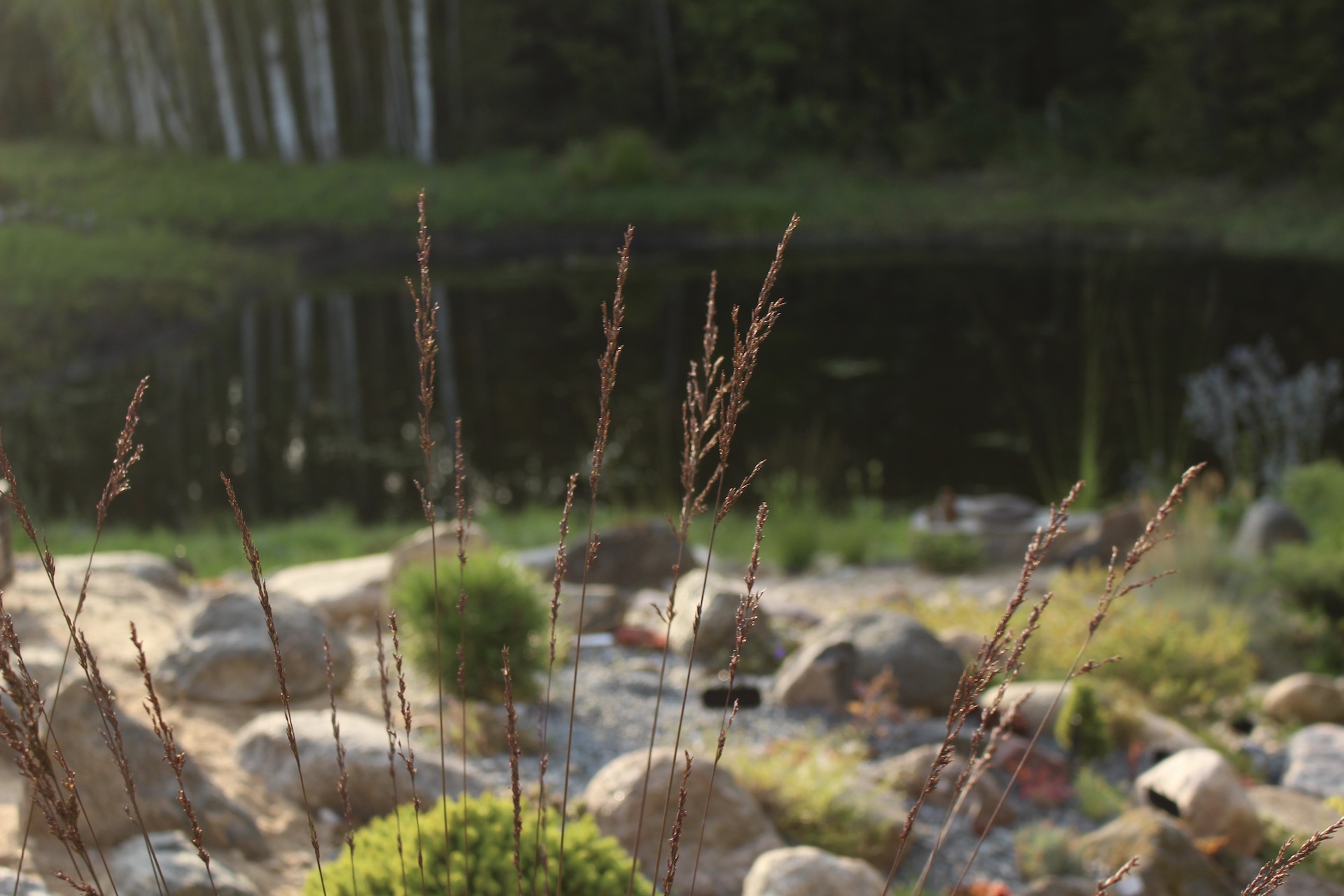 Kõrrelised – Sommerista