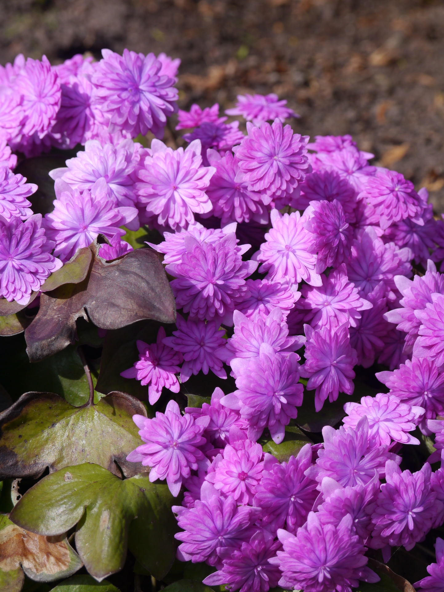 Hepatica nobilis / harilik sinilill 'Rubra Plena' – Sommerista